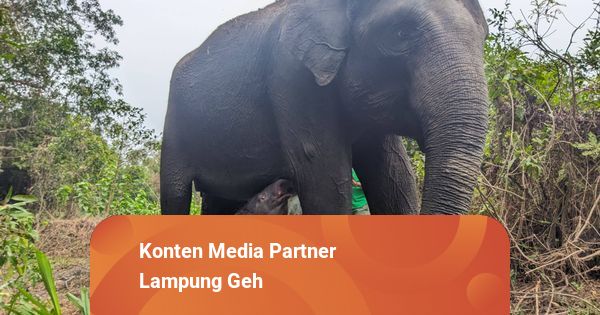 Bayi Gajah Sumatera Kembali Lahir di Taman Nasional Way Kambas, Lampung | kumparan.com